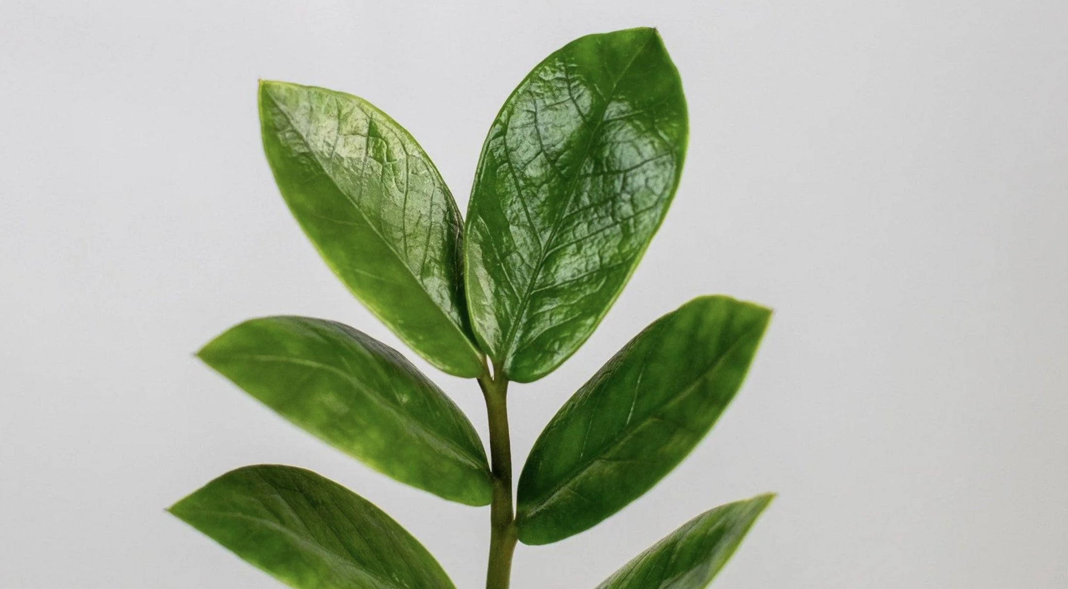 ZZ Plant Light Requirements: A Comprehensive Guide & Tips – Hey Rooted