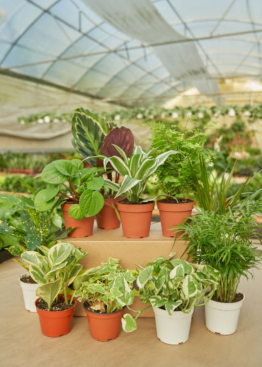 Office & Desk Plants – Hey Rooted