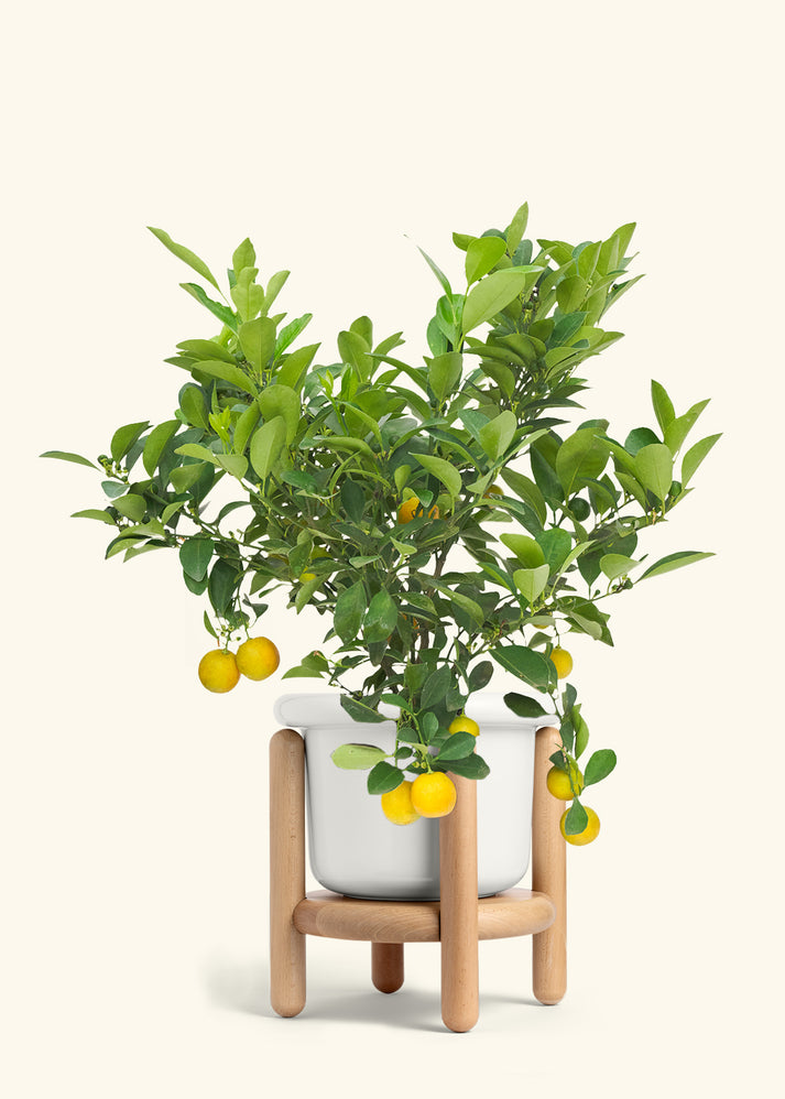 Calamansi Tree (Calamondin) – Hey Rooted