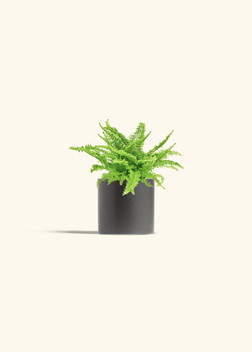 neph fern