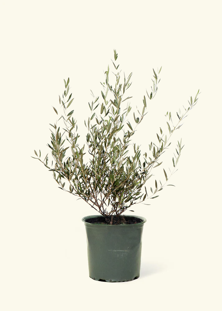 Indoor Olive Tree (Olea Europaea 'Mission') – Hey Rooted