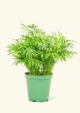 Medium Parlor Palm (Chamaedorea elegans) – Hey Rooted