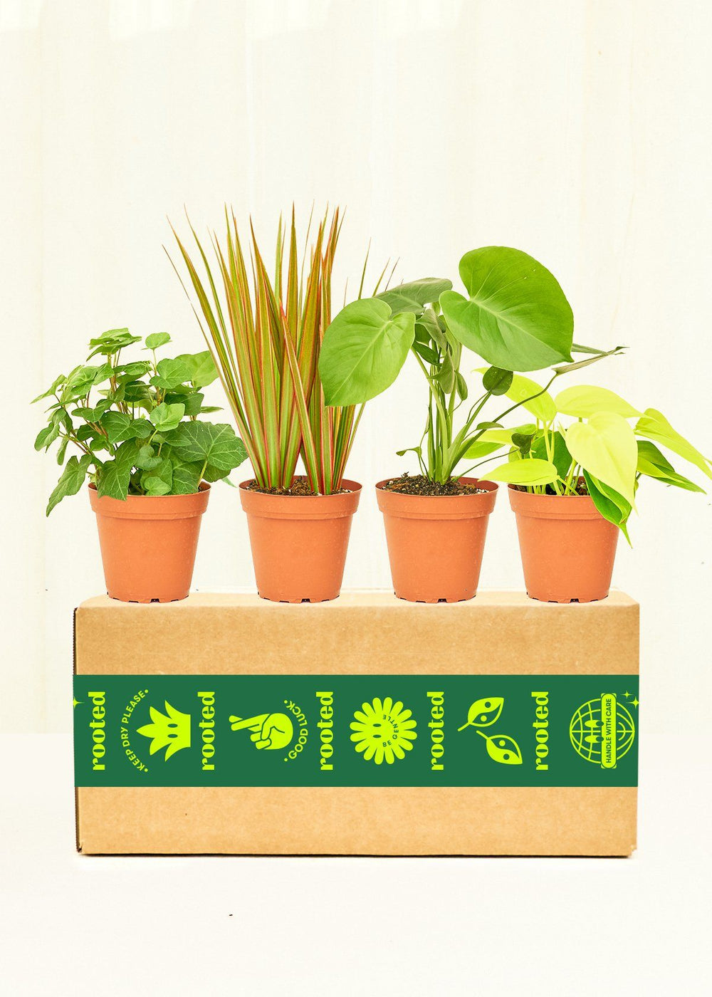 Assorted Plant Bundles – Hey Rooted