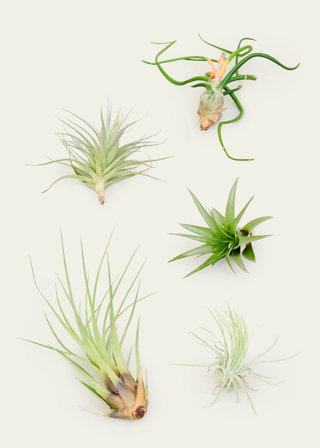 Pet Safe Plants – Hey Rooted